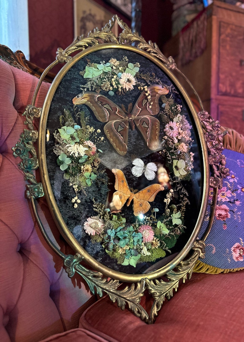 Antique Bubble Glass Insect Frame humepenthe - Etsy