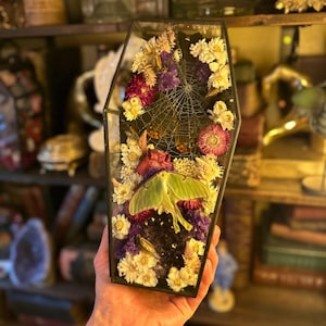 Glass Coffin Insect Box “stygian” - Etsy