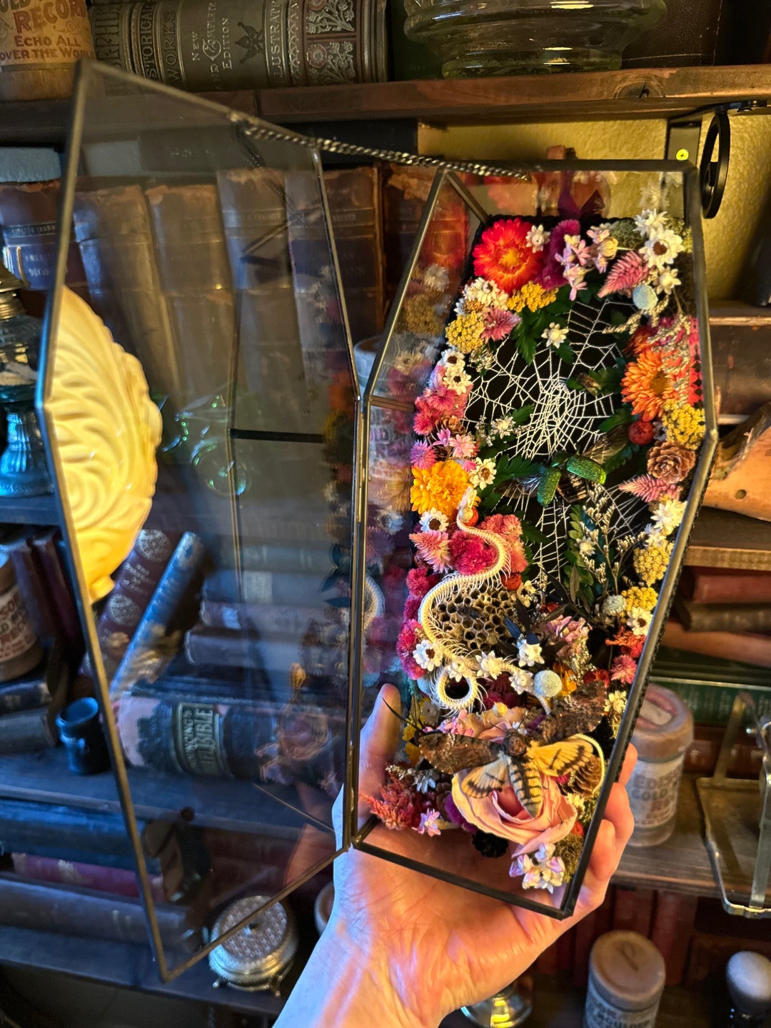 Glass Coffin Insect Box cimetière - Etsy