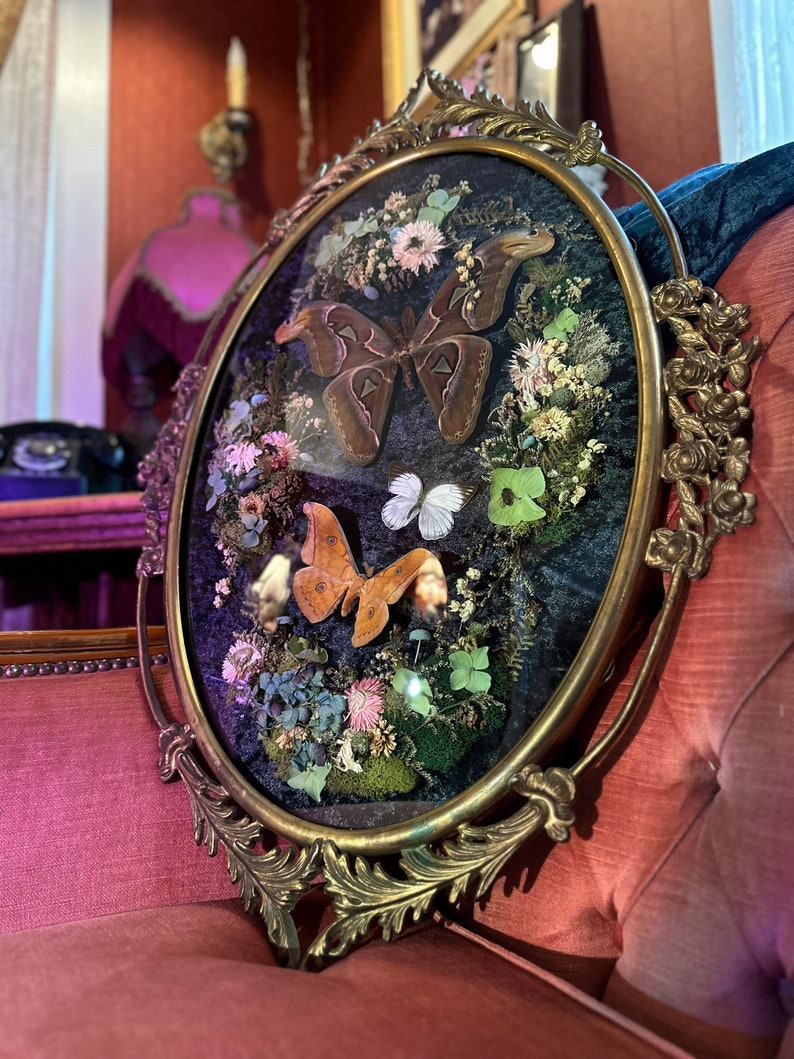 Antique Bubble Glass Insect Frame humepenthe - Etsy