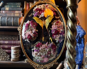 Antique Bubble Glass Insect Frame humepenthe - Etsy