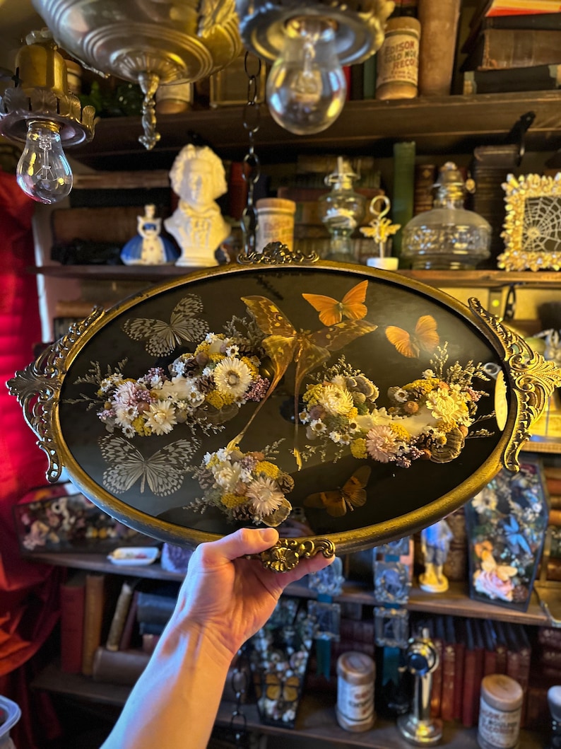 Antique Bubble Glass Insect Frame selenophile - Etsy