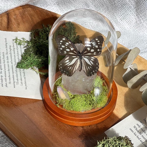 Butterfly Terrarium - Etsy