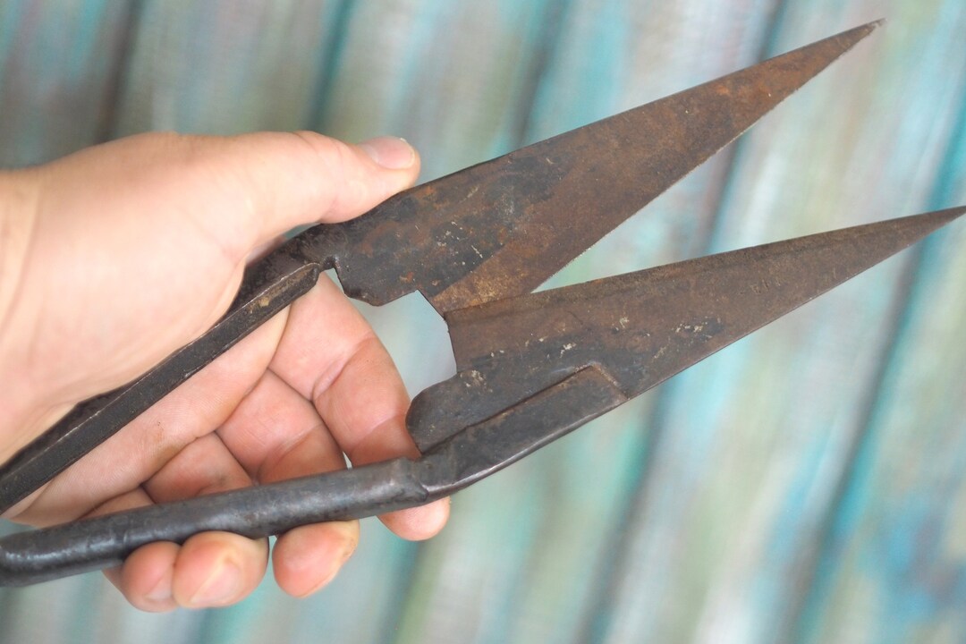 Old Rusty Sheep Shearing Scissors, Serrated Scissors 140mm Blade, 31cm ...