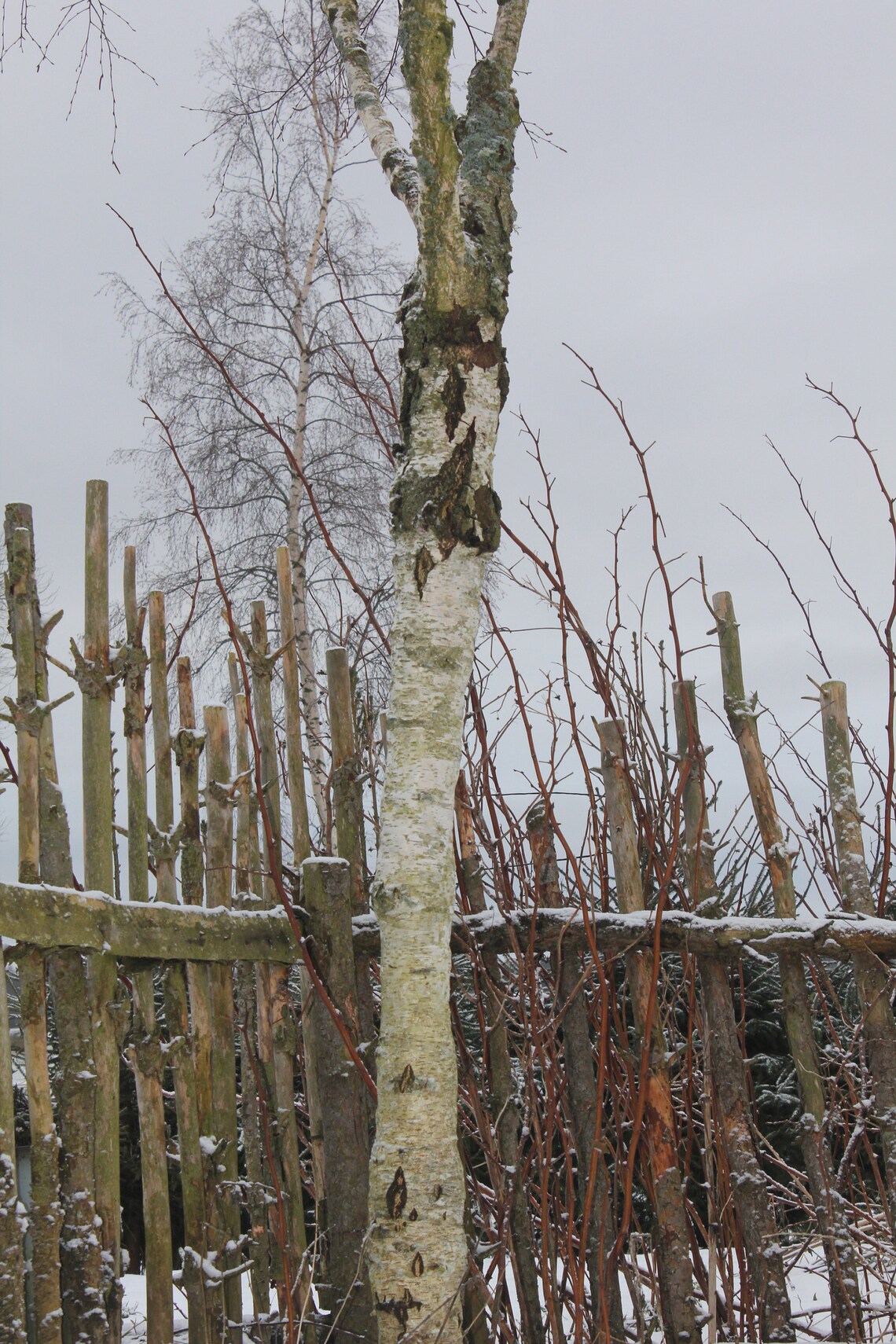 Karelian birch burl curly well figured veneer 13.5 X 47 | Etsy