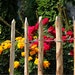 Wooden Fence - Decorative Hazelnut Wood Garden Fence in Different ...