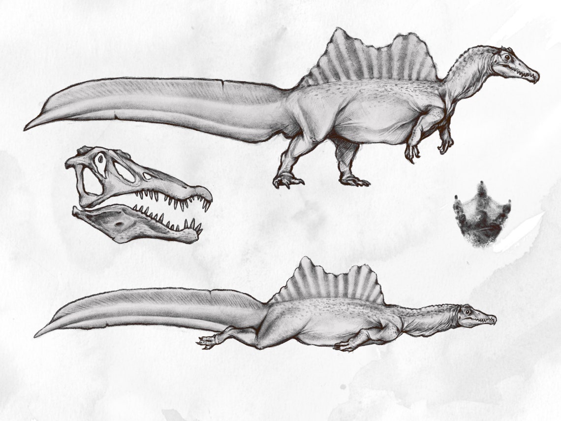 Spinosaurus Printable - Etsy