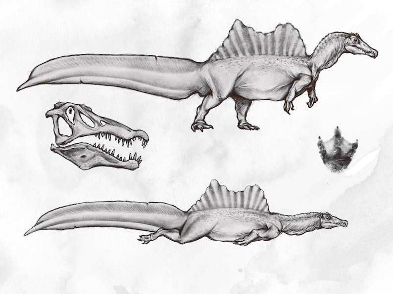 Spinosaurus Printable - Etsy
