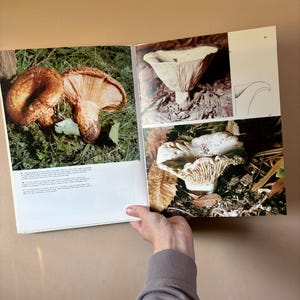 Vintage Copy Mushrooms & Toadstools Book / Vtg 70s Mushroom Book ...