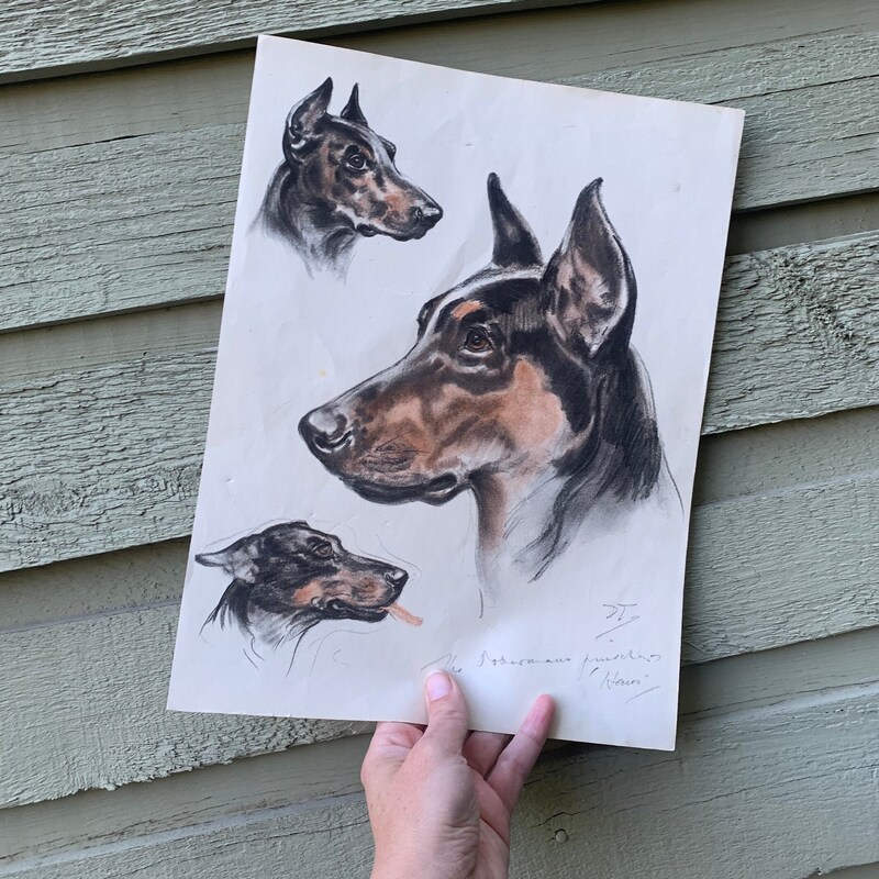 Doberman Art - Etsy