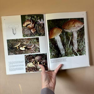 Vintage Copy Mushrooms & Toadstools Book / Vtg 70s Mushroom Book ...