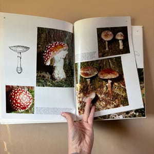 Vintage Copy Mushrooms & Toadstools Book / Vtg 70s Mushroom Book ...