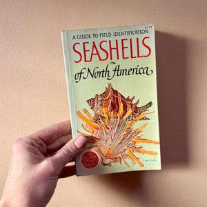 Vintage Seashell Identification Book / Vtg Seashell Guide Book 1960s ...