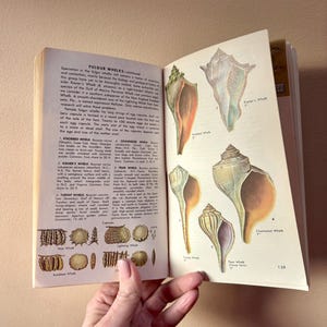Vintage Seashell Identification Book / Vtg Seashell Guide Book 1960s ...
