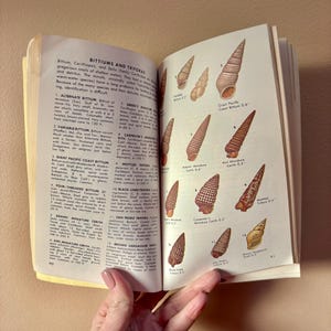 Vintage Seashell Identification Book / Vtg Seashell Guide Book 1960s ...