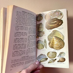 Vintage Seashell Identification Book / Vtg Seashell Guide Book 1960s ...