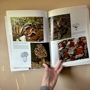Vintage Copy Mushrooms & Toadstools Book / Vtg 70s Mushroom Book ...