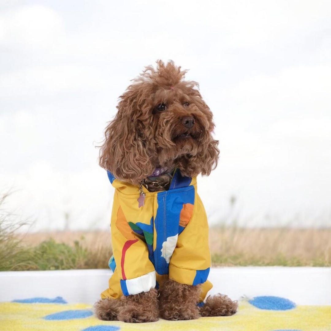 Yellow Raincoat for Dog, Rain Windbreaker Dog Clothing, XL, Large Dogs ...