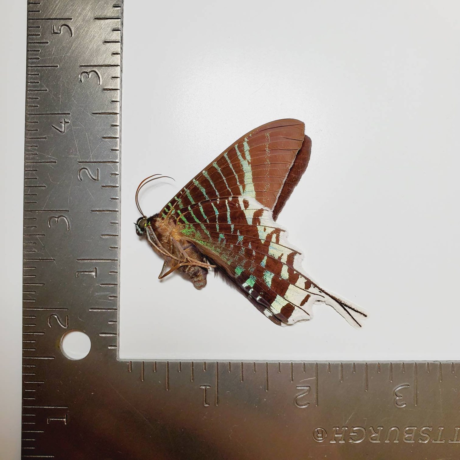 Real Moth; Urania Leilus; Green Banded Urania Moth; Preserved Dry ...