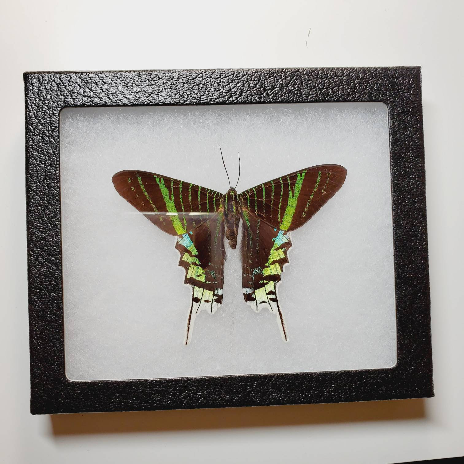 Real Moth; Urania Leilus; Green Banded Urania Moth; Preserved Dry ...