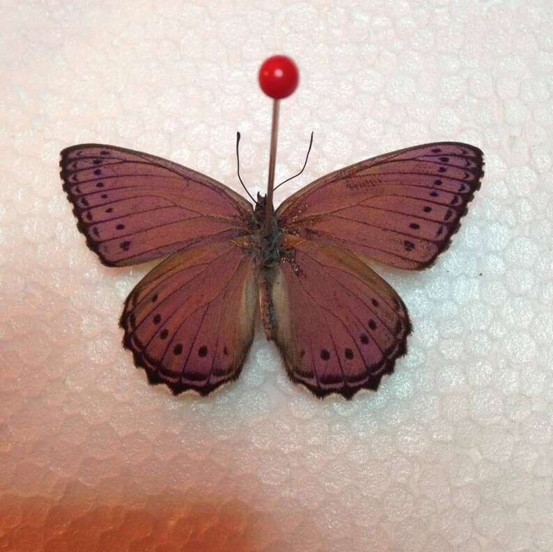 Real Butterfly; Meadow Wanderer; Crenis Pechuelli; Preserved Dry ...