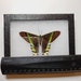 Real Moth; Urania Leilus; Green Banded Urania Moth; Preserved Dry ...