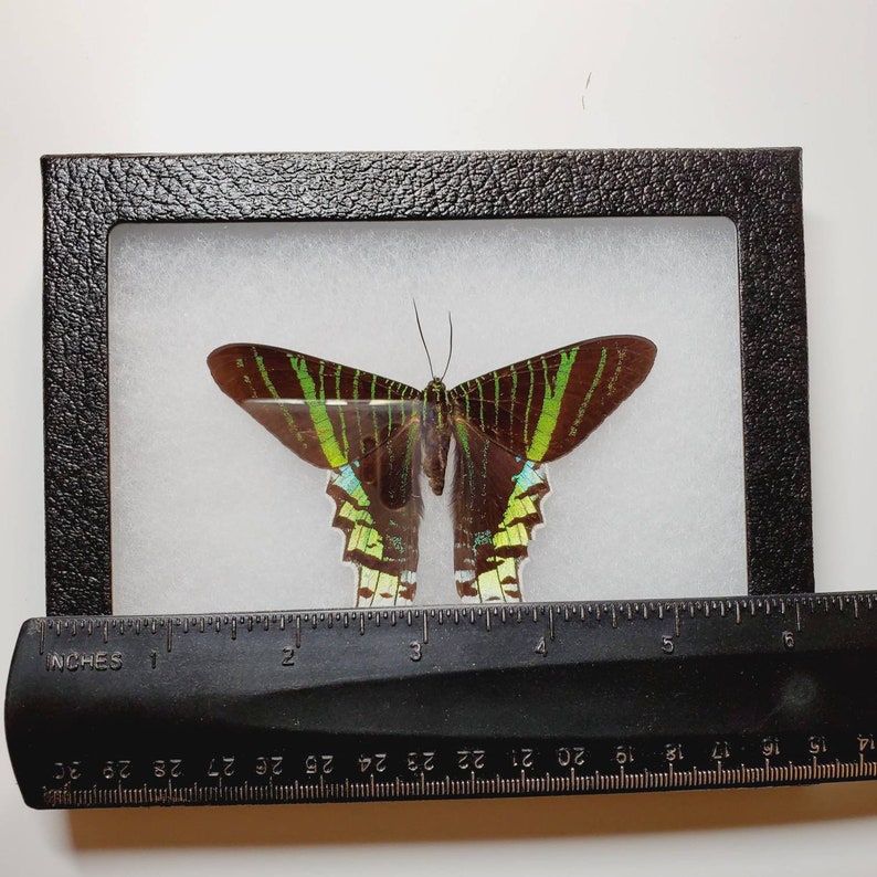 Real Moth; Urania Leilus; Green Banded Urania Moth; Preserved Dry ...