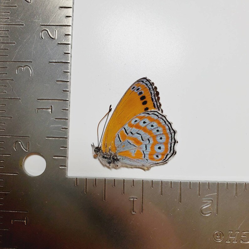 Real Butterfly; Meadow Wanderer; Crenis Pechuelli; Preserved Dry ...