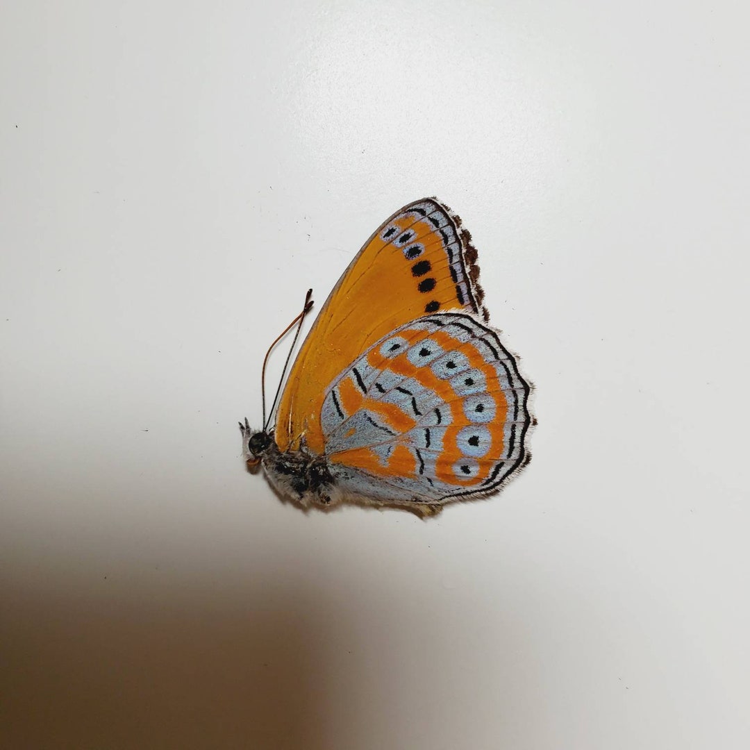 Real Butterfly; Meadow Wanderer; Crenis Pechuelli; Preserved Dry ...