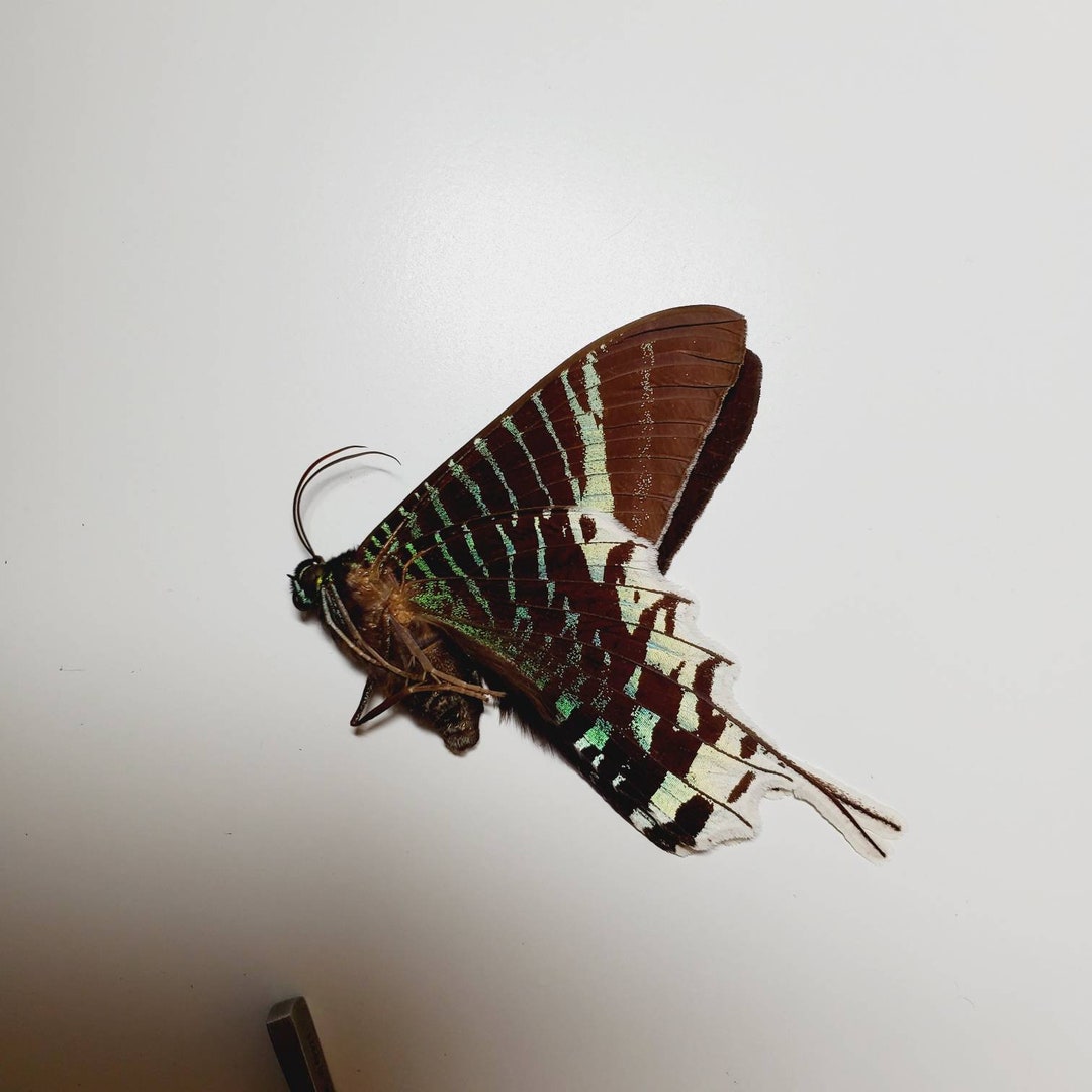 Real Moth; Urania Leilus; Green Banded Urania Moth; Preserved Dry ...