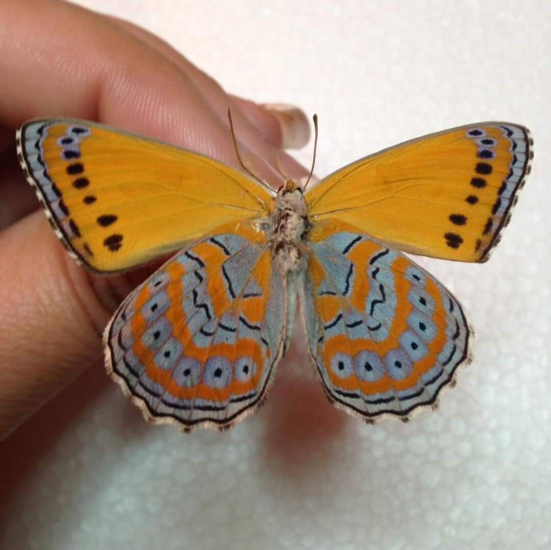 Real Butterfly; Meadow Wanderer; Crenis Pechuelli; Preserved Dry ...