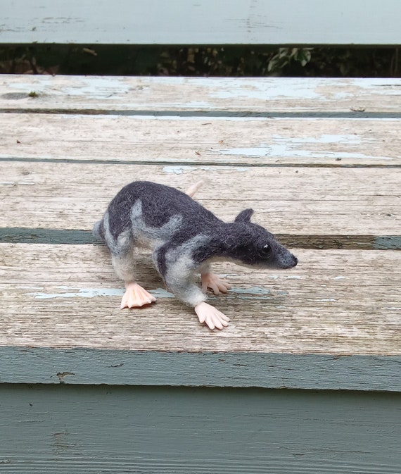 Yapok Water Opossum Facts Water Opossum | Amazon, Nocturnal, Aquatic