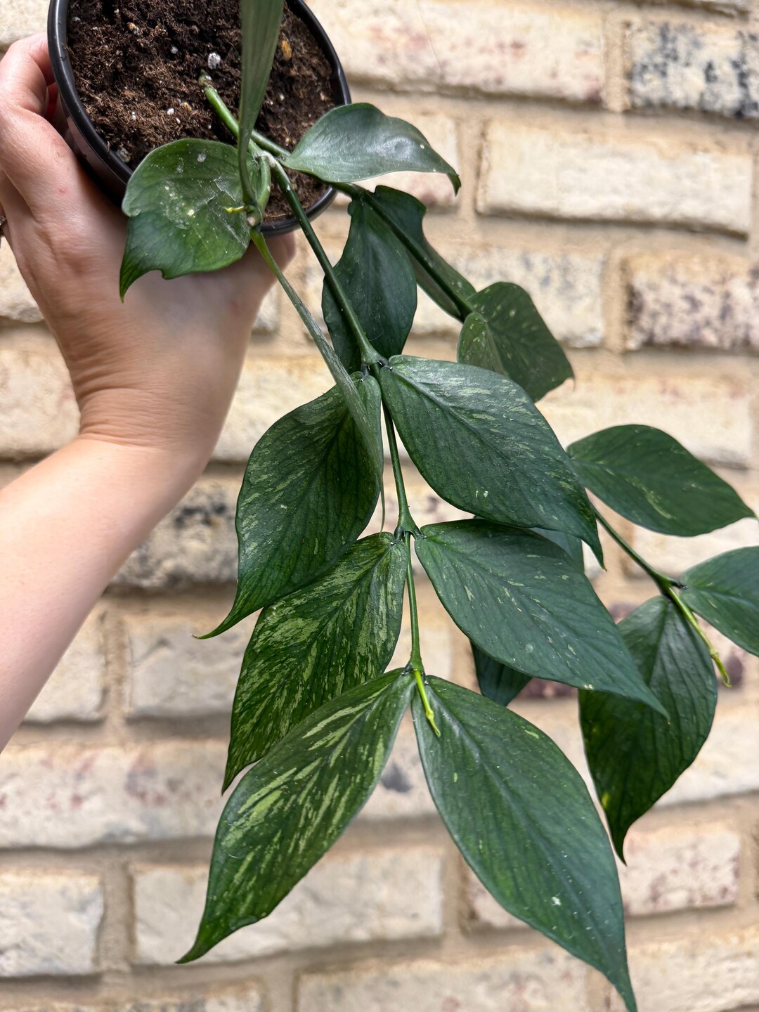 Hoya Polyneura Splash * Exact Plant US SELLER * - Etsy
