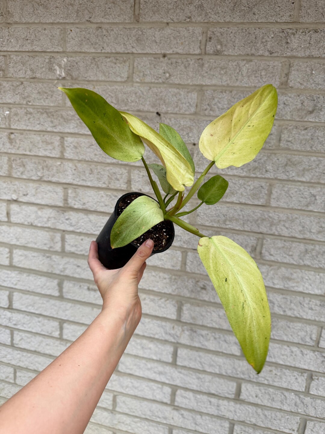 Philodendron Whipple Way Mint * Exact Plant US SELLER * - Etsy
