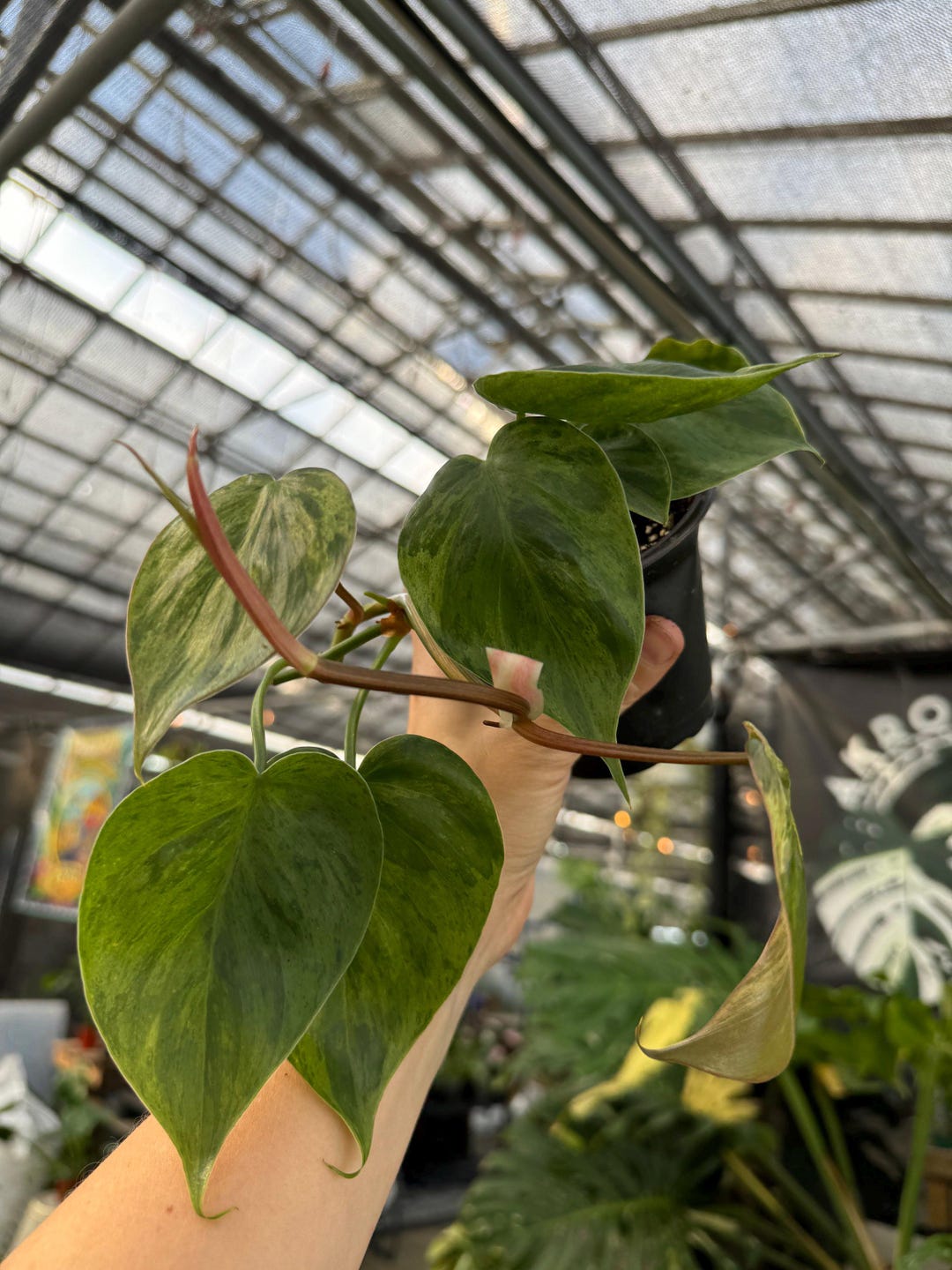 Philodendron Variegated Heartleaf - Etsy