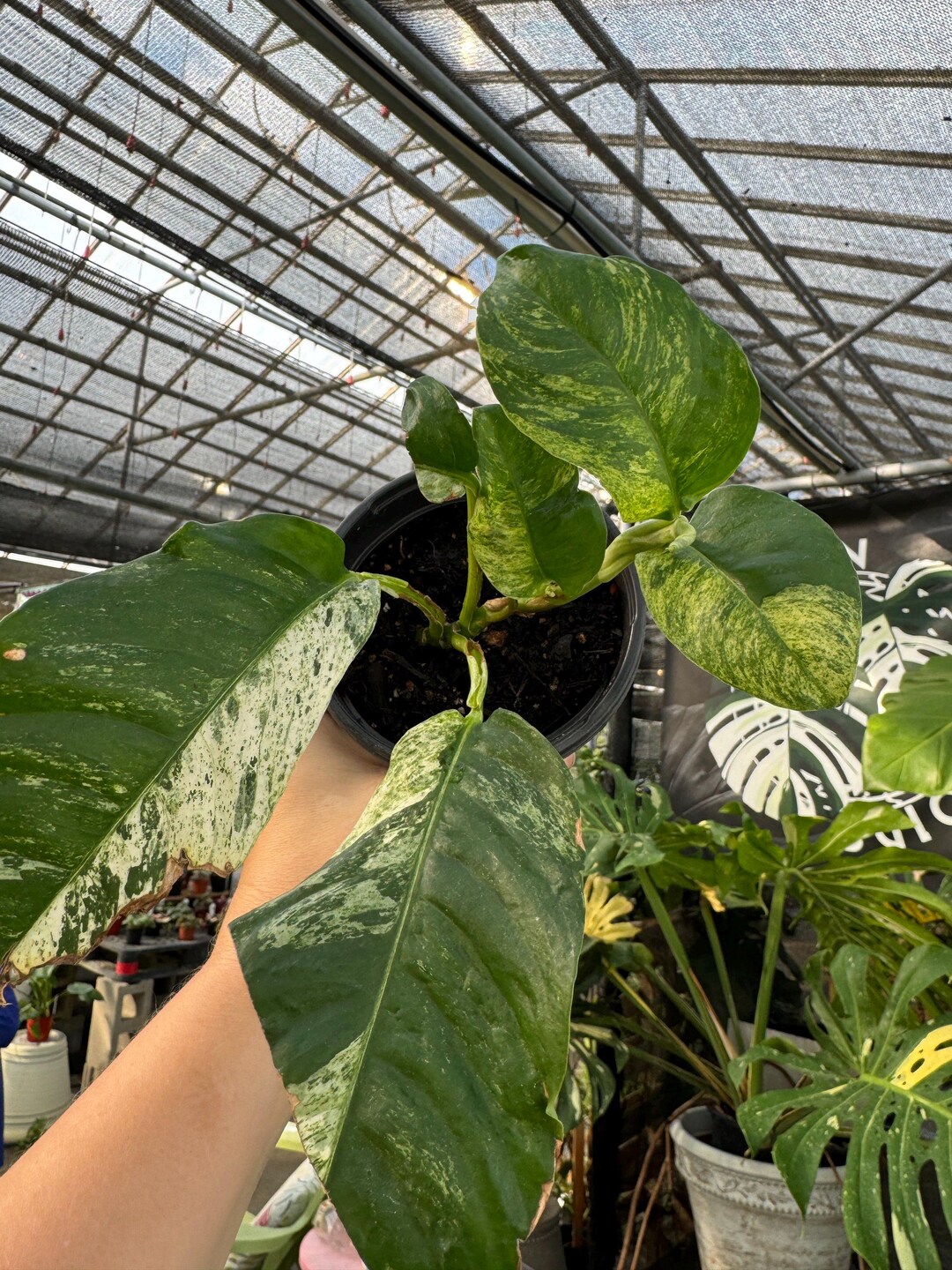 Rhaphidophora Puberula Variegated - Etsy