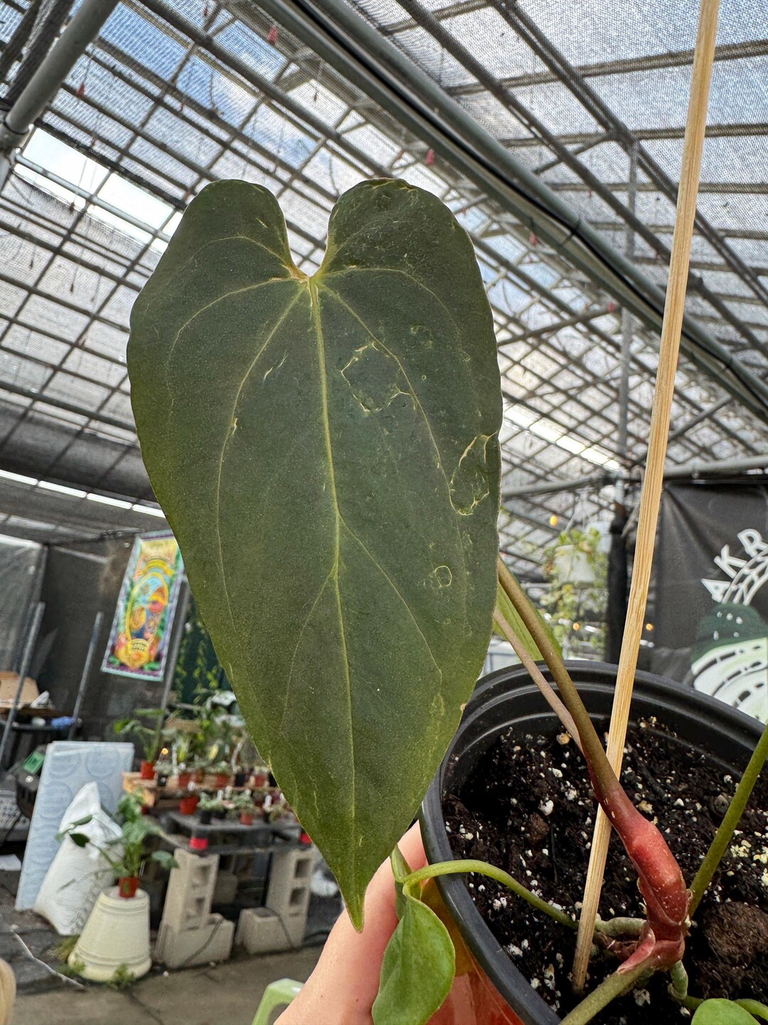 Anthurium Regale X Blue Papi X One Papi - Etsy