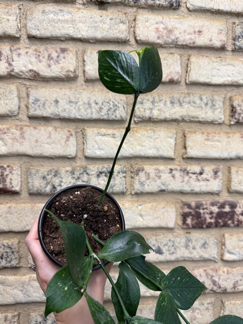 Hoya Polyneura Splash * Exact Plant US SELLER * - Etsy