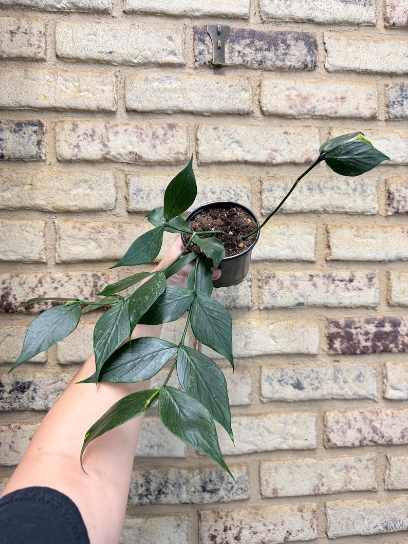 Hoya Polyneura Splash * Exact Plant US SELLER * - Etsy