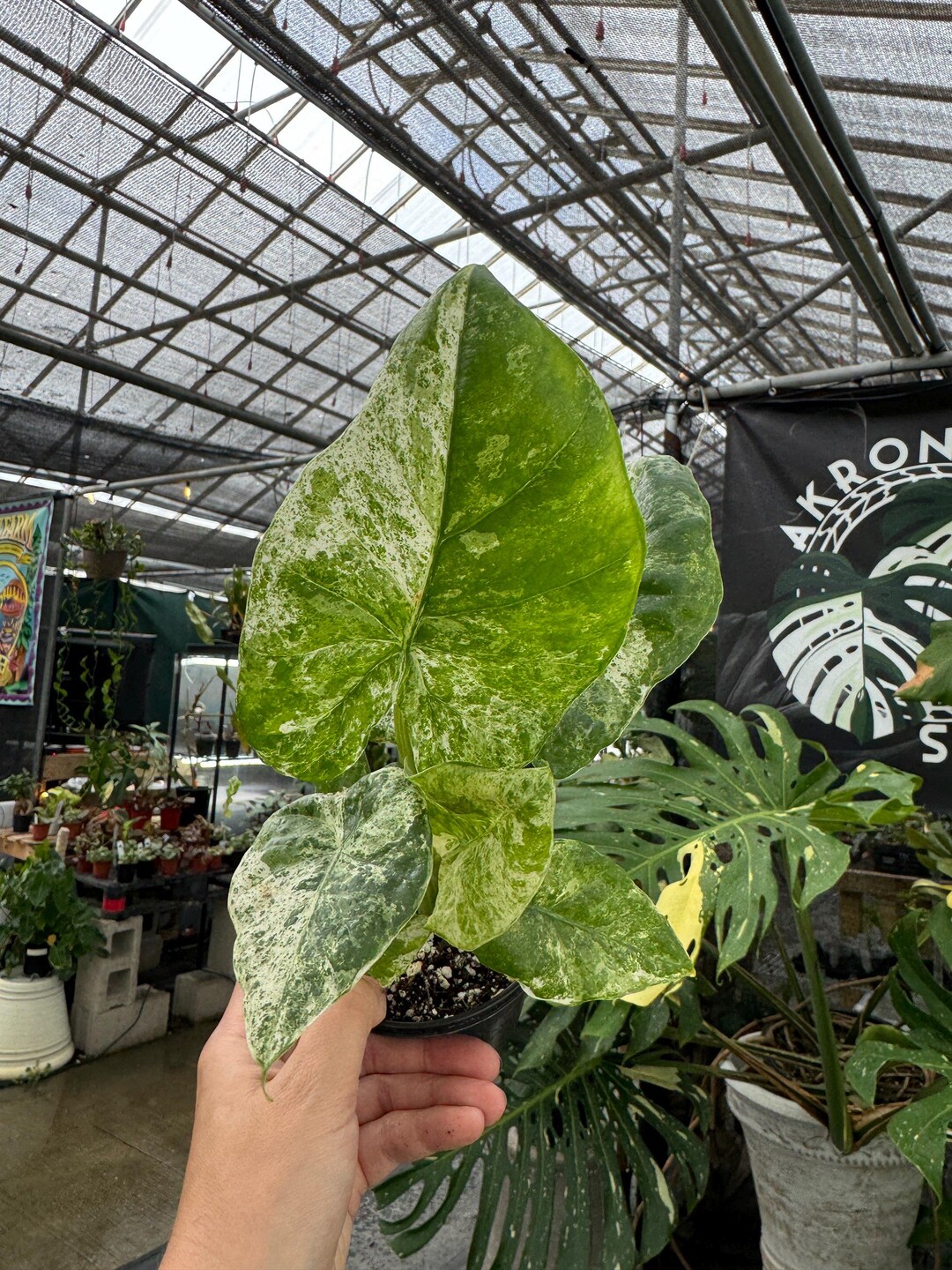 Alocasia Odora Batik - Etsy