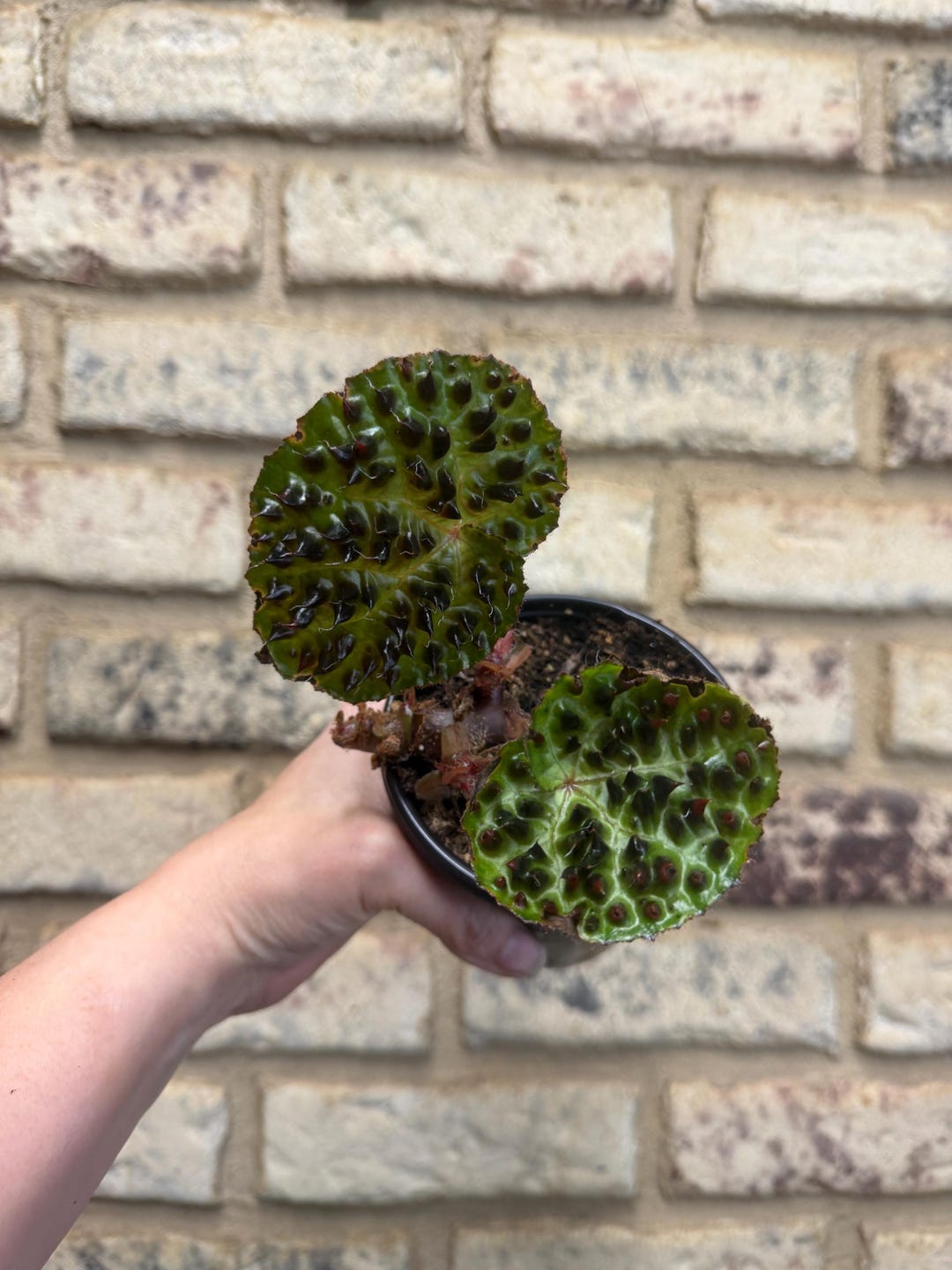 Begonia Ferox * Exact Plant US SELLER * - Etsy