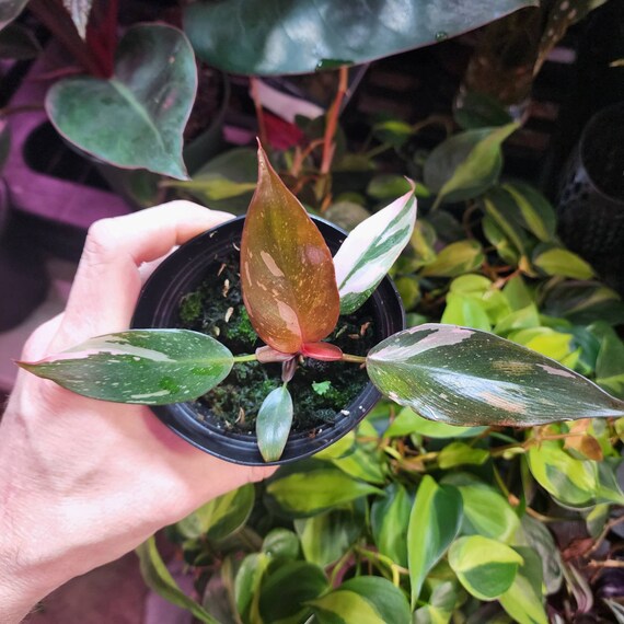 Pink Princess Philodendron 'marble' PPP | Etsy