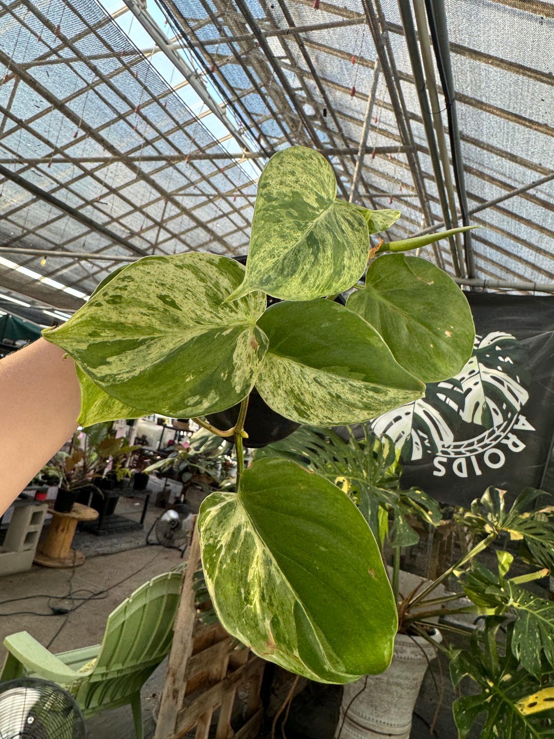 Philodendron Variegated Heartleaf - Etsy