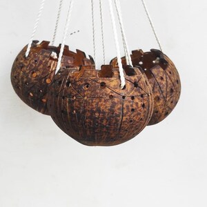 BUY 3 Get 1 Free Coconut Shell Planter, Natural Eco-friendly Plant Pot ...