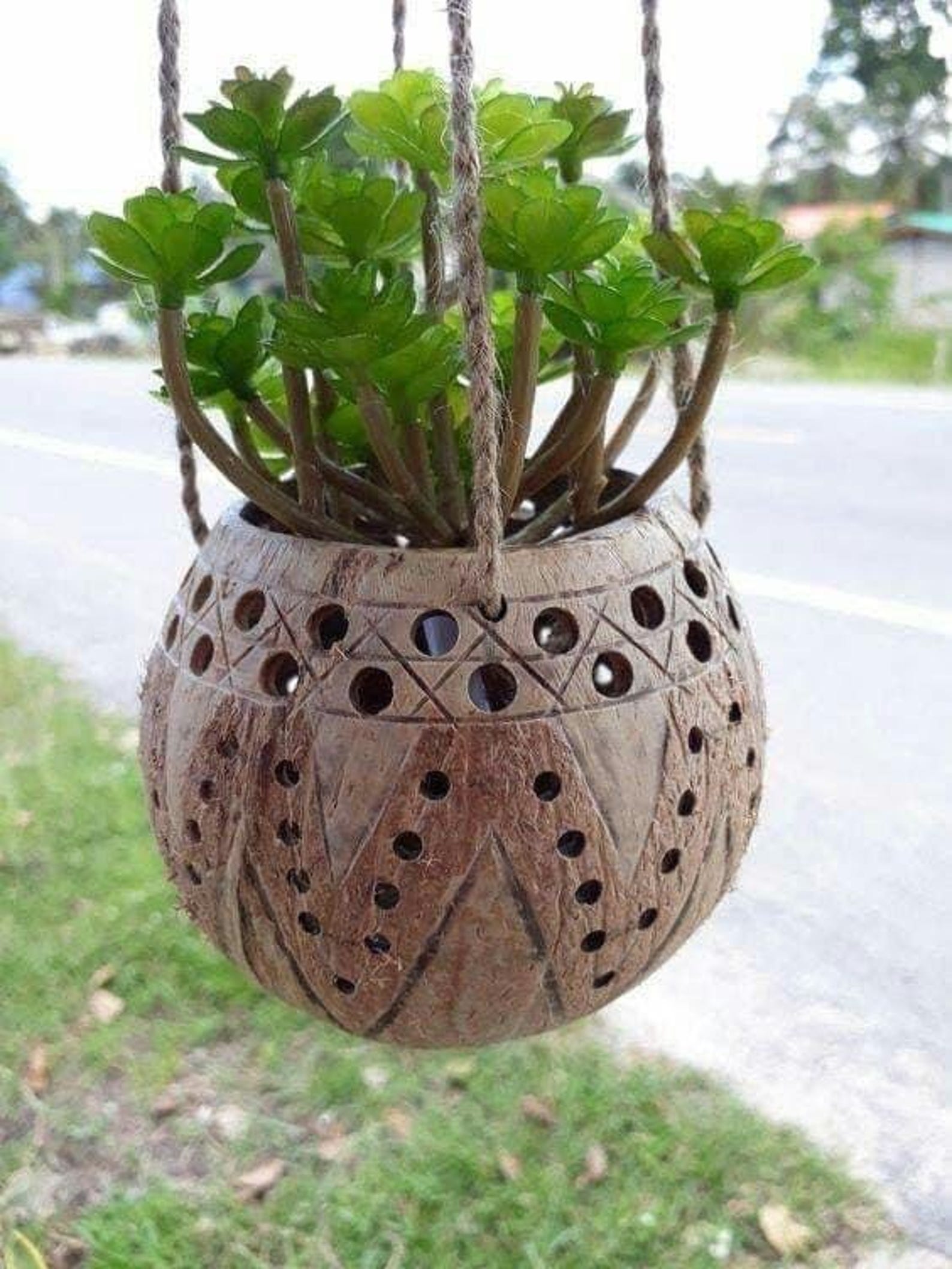 BUY 3 Get 1 Free Coconut Shell Planter, Natural Eco-friendly Plant Pot ...
