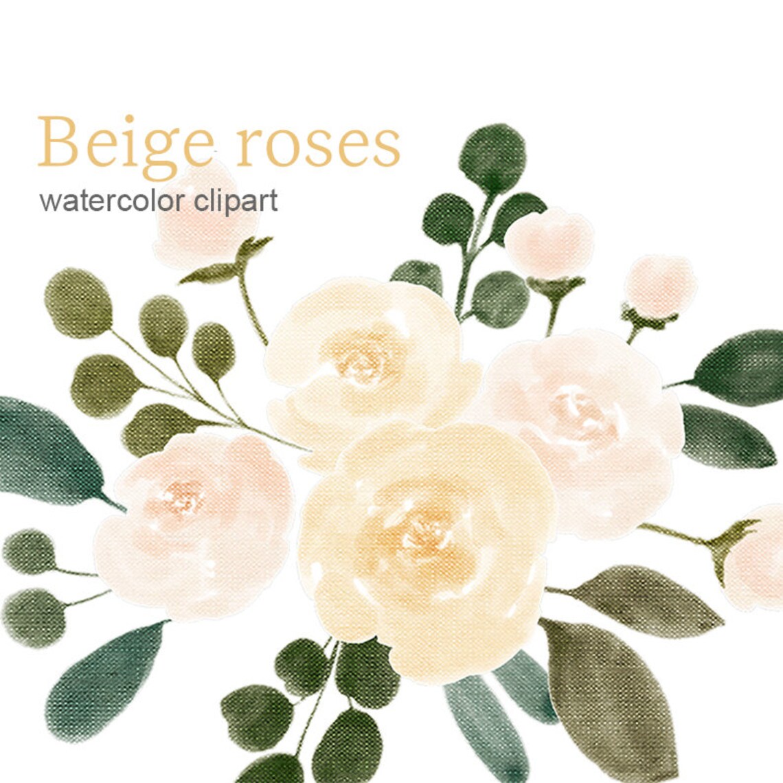 Rose Clipart,beige Cream Light Creamy Watercolor Floral Clipart, Pink ...