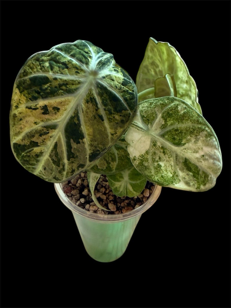 US Seller Alocasia Ninja Splash Tri Color Variegated Rare CORM - Etsy