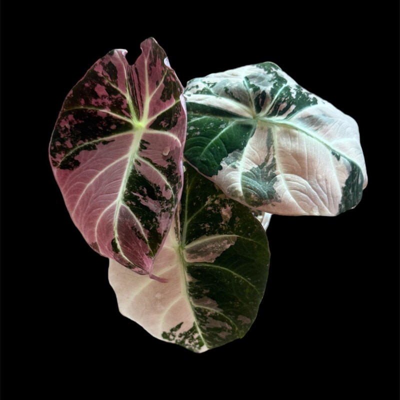 Alocasia Black Velvet - Etsy