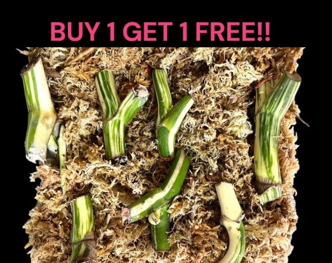 Plant Nodes for Propagation, Leafless Nodes, Indoor Plant Nodes - Etsy