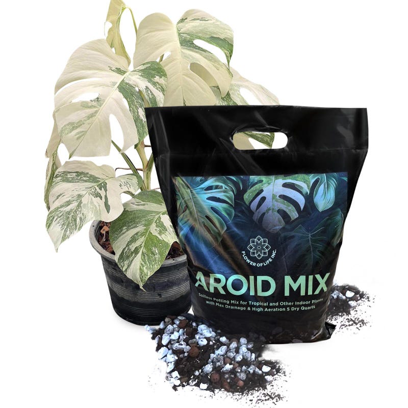Aroid Mix - Etsy